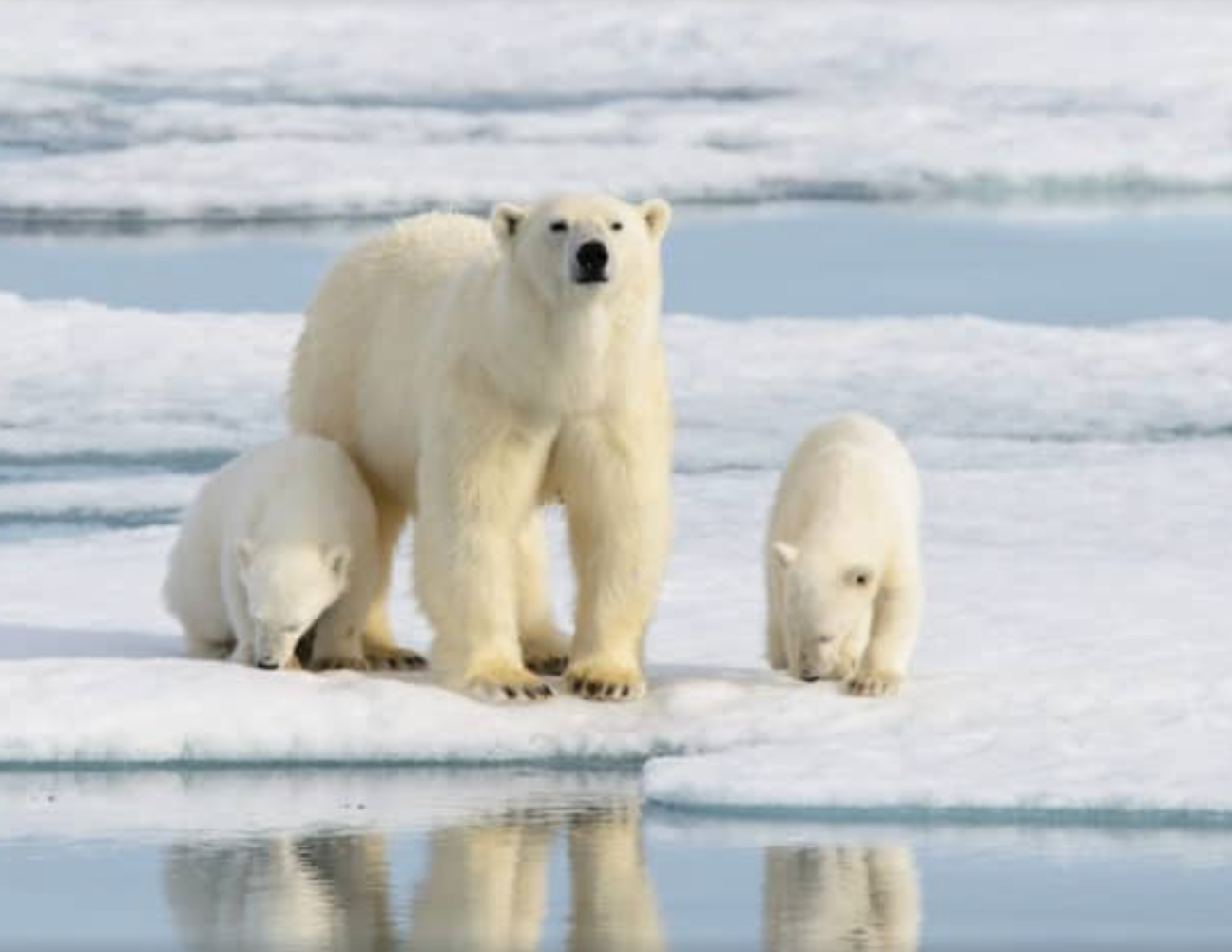 Arctic | The Polar Travel Company