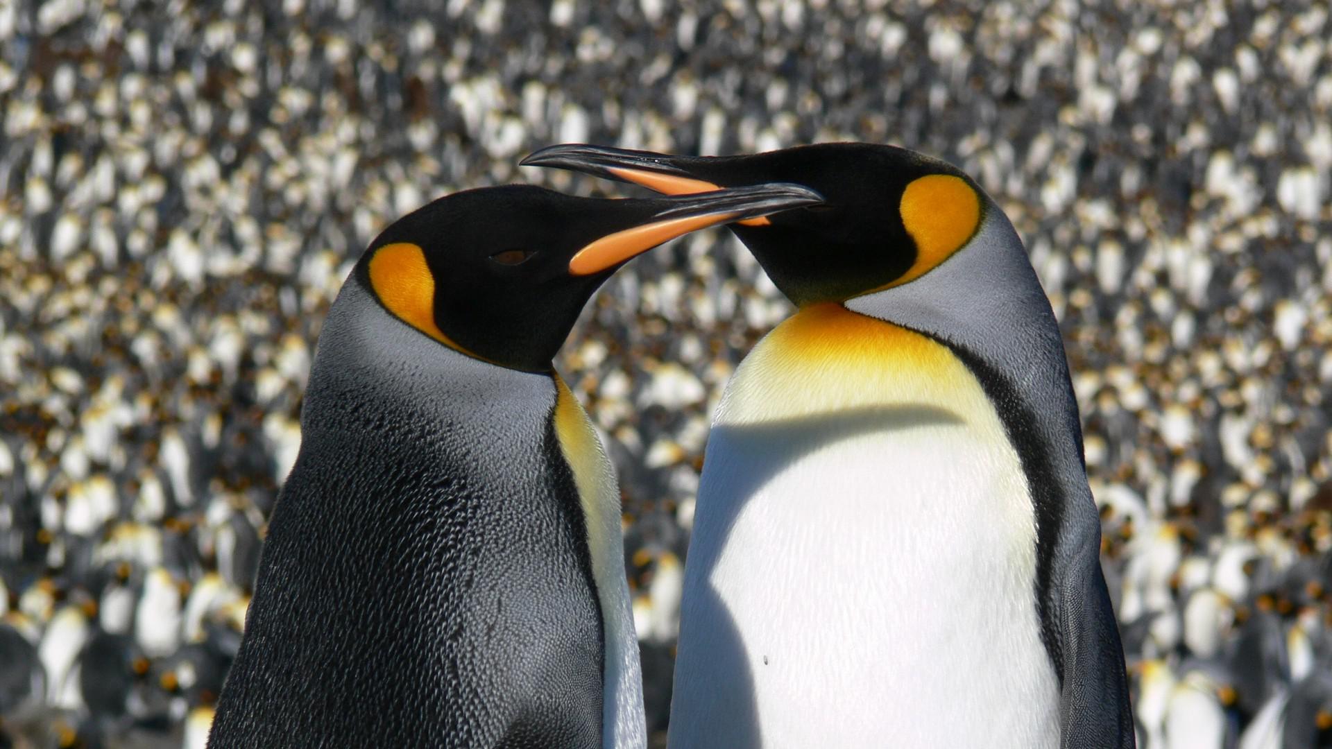 Antarctica | The Polar Travel Company